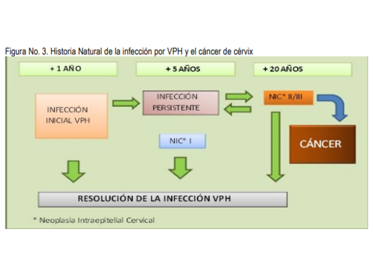 CO Ruta VPH flujograma - LATAM